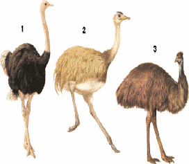 Organic Evolution-Lamarckism | BIOZOOM